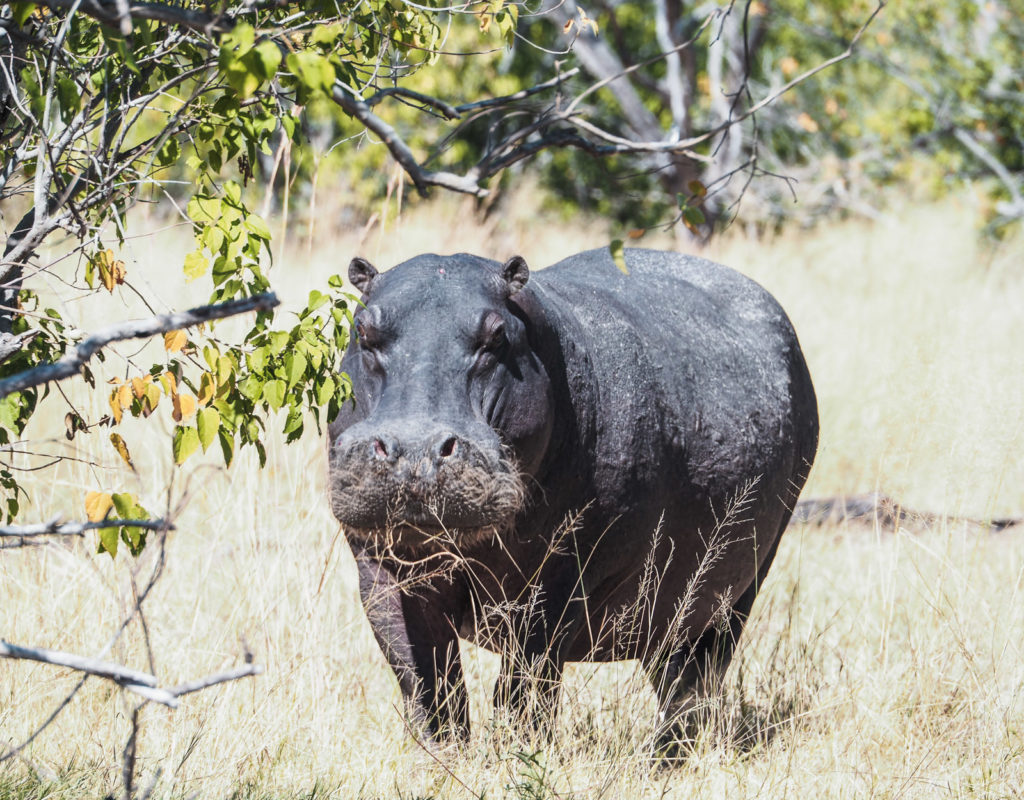 Das erste Mal Safari - Die 12 besten Tipps | the travelogue